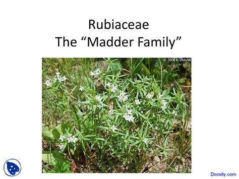 Rubiaceae Plants Identifcation Lecture Slides Docsity