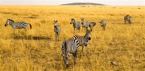 Positioning In The Bi Marketspace A Herd Mentality Aberdeen