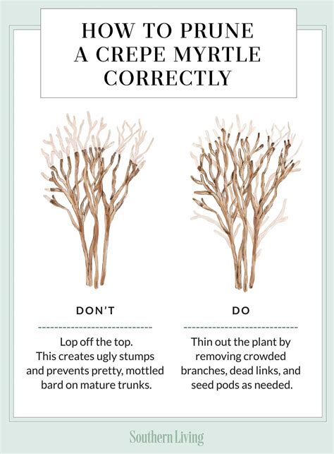 How To Properly Trim A Crepe Myrtle Tree Inspire Idea
