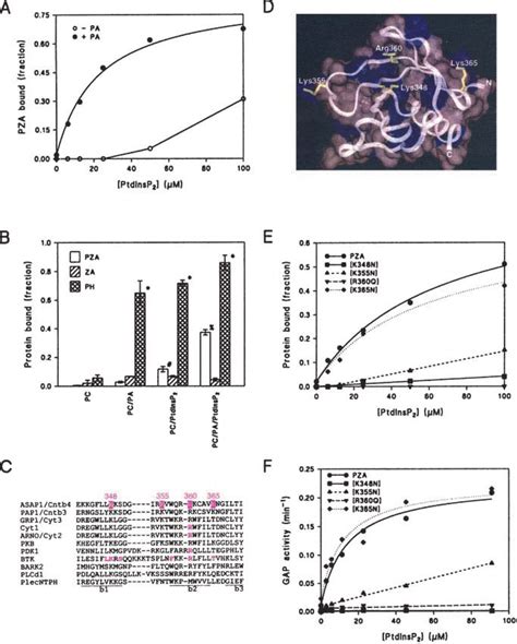 PZA Bound To PtdIns P 2 Is Active As An Arf GAP A Binding To Vesicles