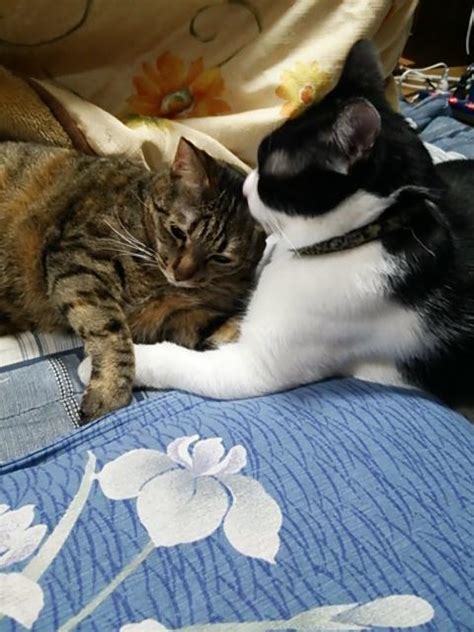 メイとモー 猫と奈緒の毎日