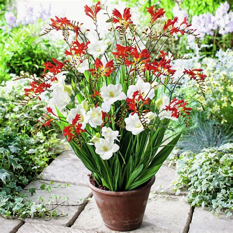 Pflanz Tray Montbretien And Iris Günstig Kaufen Bei Gärtner Pötschke