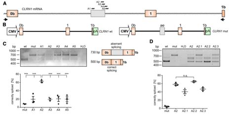 Ubigene Biosciences Arpe 19 Genome Surgery And Vision Science A Combo For Tackling Blindness