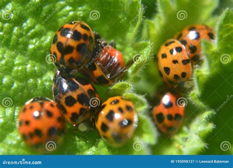 A Batch Of Bugs Stock Image Image Of Birds Summer 195098137