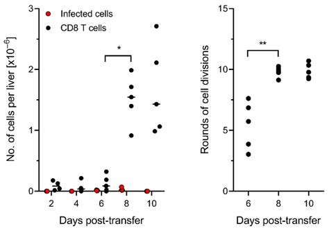Extensive Expansion Of Memory CD8 T Cells In Transfer Recipients Left Download Scientific