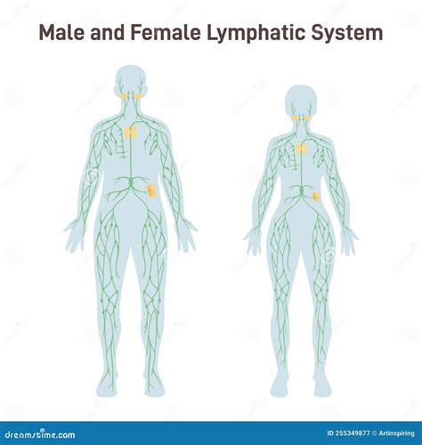 Lymphatic System Of Woman And Man Structure Of A Human Lymph Node Stock Vector Illustration