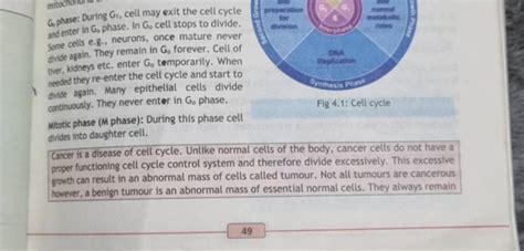G {0} Phase During G {1} Cell May Exit The Cell Cycle And Enter In G {0