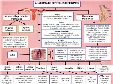 GinecologÍa Y Obstetricia 1 AnatomÍa De Genitales Femeninos