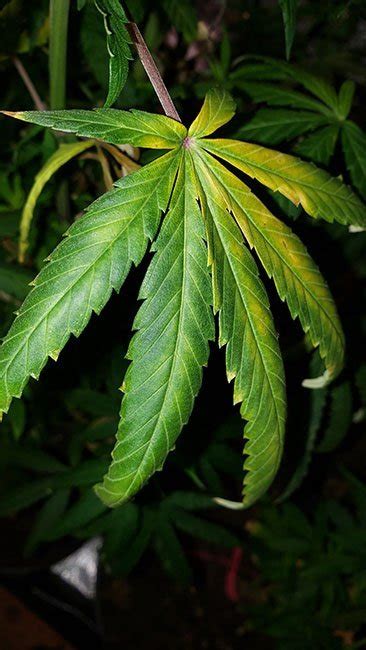 Guide To Cannabis Nutrient Deficiency