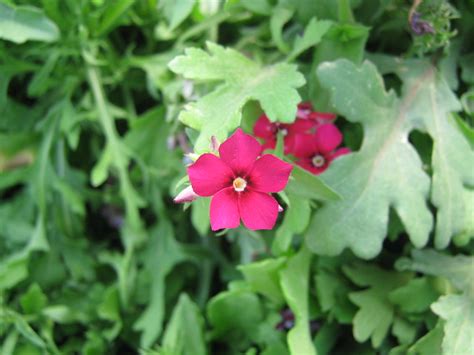 Redish A Photo On Flickriver