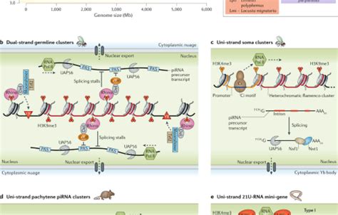 Non Coding Rna
