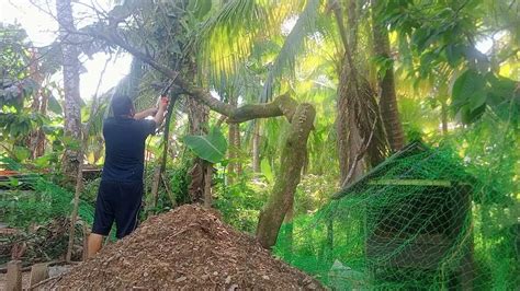 Pagputol Ng Puno Gamit Ang Chain Saw Adopter Electric Chain Saw