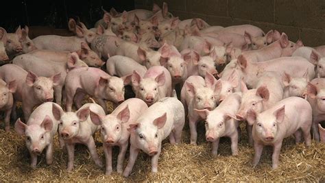 Why environmental monitoring can improve pig health and welfare ...