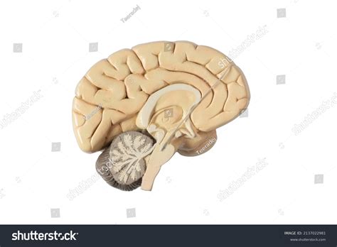 Sub Thalamic Nucleus Images Stock Photos D Objects Vectors Shutterstock
