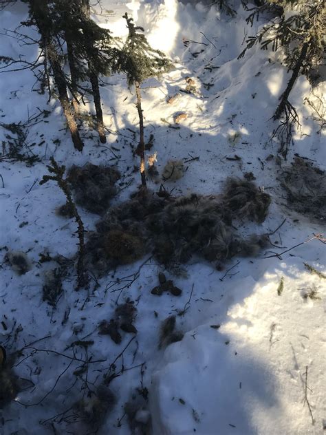 170 Best R Trappit Images On Pholder First Harvested Trapped Critter