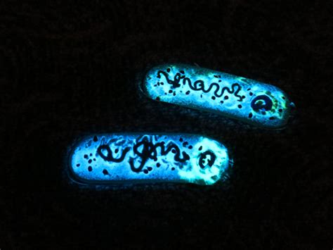 How Bacteria Communicate Quorum Sensing PrettyIncredible