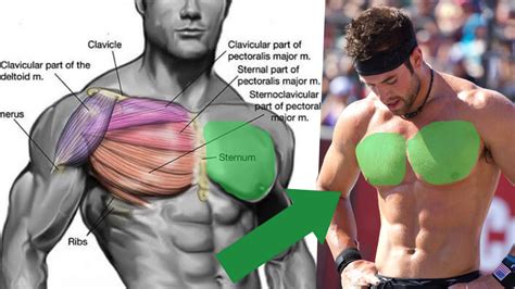 The Most Effective Chest Workout Boxrox