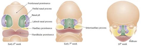 Maxillary Process Embryology