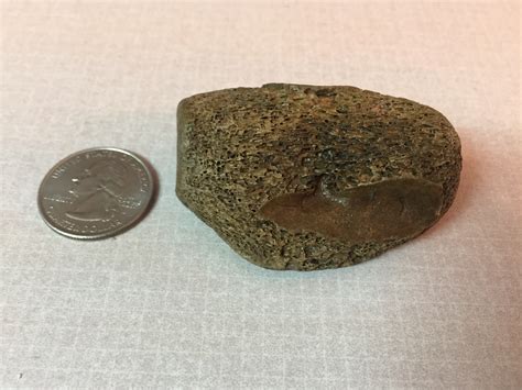 Bone Fossil ID The Fossil Forum