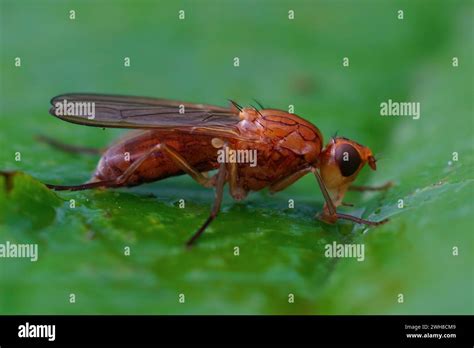 Natural Closeup On A Red Colored European European Psilid Or Rustflies