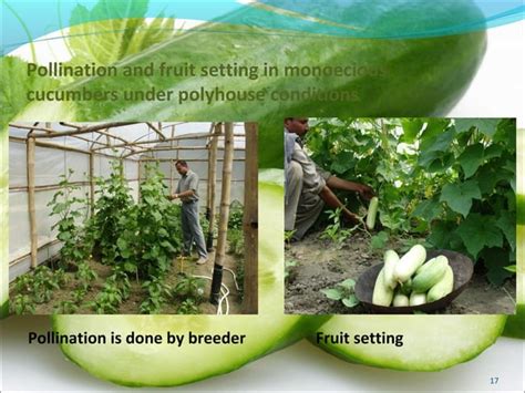 Cucumber Production Technology PPT Gardening Home Garden