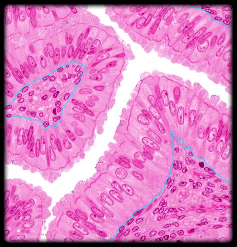 Lab Tissues Histology Flashcards Quizlet