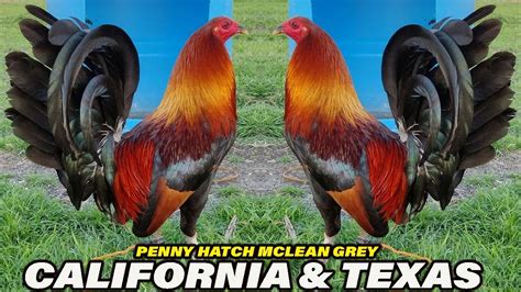 What Is A Penny Hatch Gamefowl At Hannah Colquhoun Blog