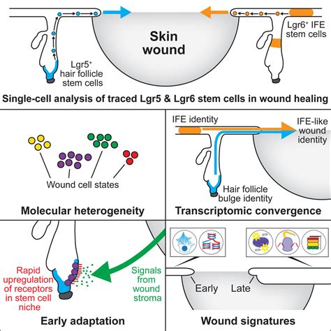 Single Cell Transcriptomics Of Traced Epidermal And Hair Follicle Stem