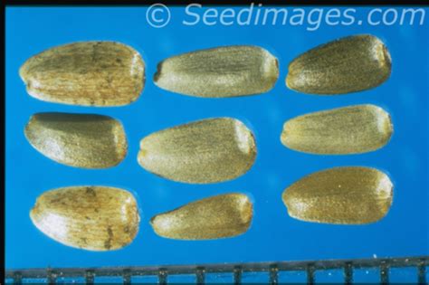 Seed Identification As Flashcards Quizlet
