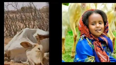 Boranaa Hangaaf Oromoo Qahee Hayyuu Haa Bararuuu Youtube