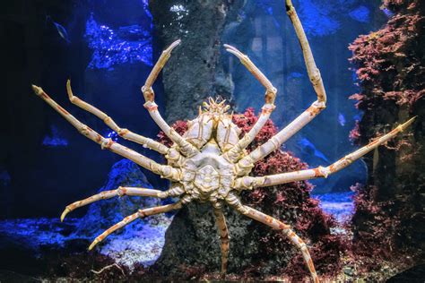 Giant Sea Spiders Have Surprising Breeding Behaviors