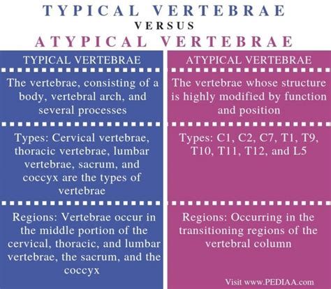 What Is The Difference Between Typical And Atypical Vertebrae Pediaa Com