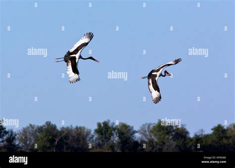Two Saddle Billed Storks Ephippiorhynchus Senegalansis In A Newly