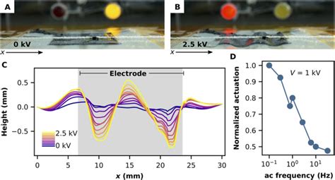 Monolithic Shape Programmable Dielectric Liquid Crystal Elastomer