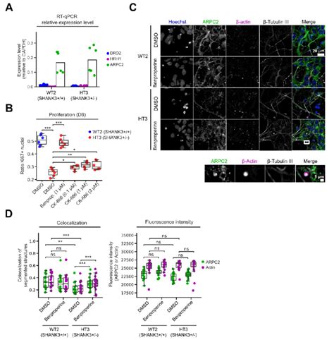Actin Related Protein 23 Complex Subunit 2 Arpc2 Inhibition