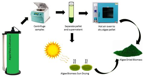 Microalgae Harvesting And Biomass Production Download Scientific Diagram