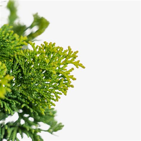 Hinoki Cypress For Sale Online The Tree Center