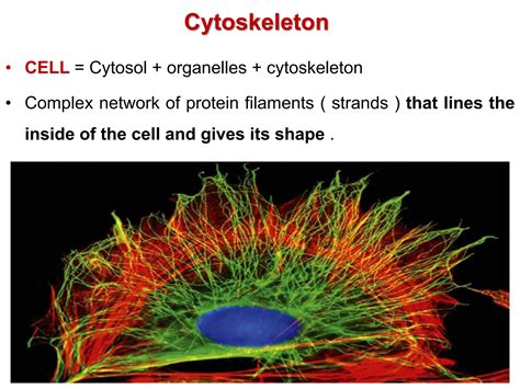 Structure And Functions Of Cytoskeletons Pptx