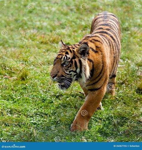 Sumatran Tiger Pacing Through Grass Stock Image Image Of Powerful