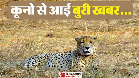 Kuno National Park A Cub Of Cheetah Gamini Died It Born On March 9