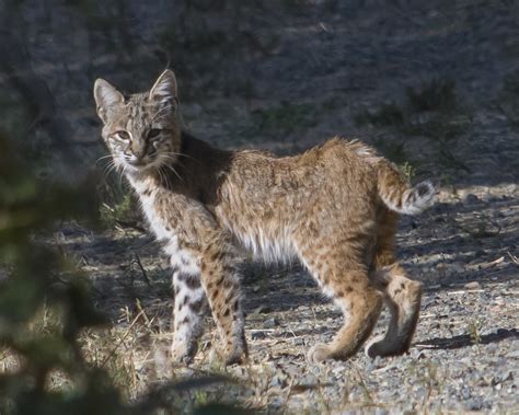 Bobcat ~ Rocklin Wildlife