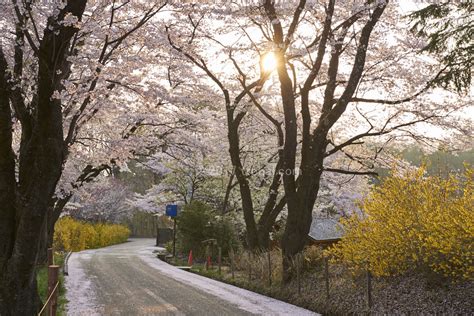 北杜市武川町眞原さねはら の桜並木