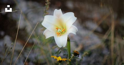 Foto Una Flor Blanca Con Centro Amarillo Imagen Planta Gratis En Unsplash