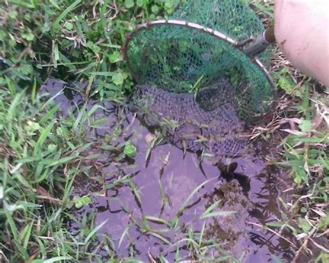 臭水沟里面的鱼臭水沟的鱼能吃吗臭水沟的鱼叫啥大山谷图库