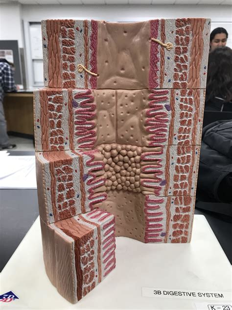 Disgestive System Model Diagram Quizlet