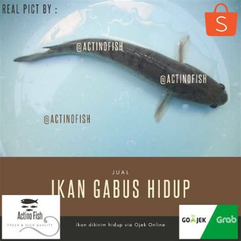 Detail Gambar Ikan Gabus Koleksi Nomer 53