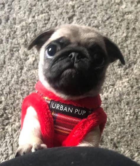 Pin On All Things Pug Red