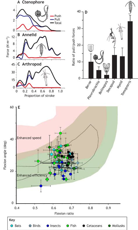 Effects Of Bending Kinematics Demonstrated By Experimental And Model Download Scientific