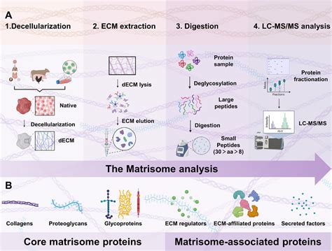 Bioactive Scaffolds For Tissue Engineering A Review Of Decellularized Extracellular Matrix