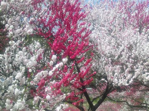 The Flower Of Red And White Blooms From One Tree Bloom Red And White